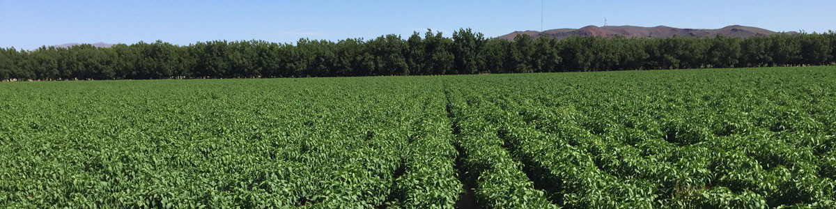 Rio Valley Chili Inc - Contact Us